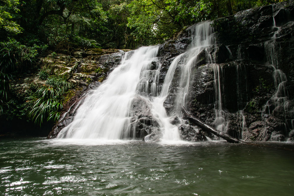 Coomera Falls Circuit - Lamington National Park