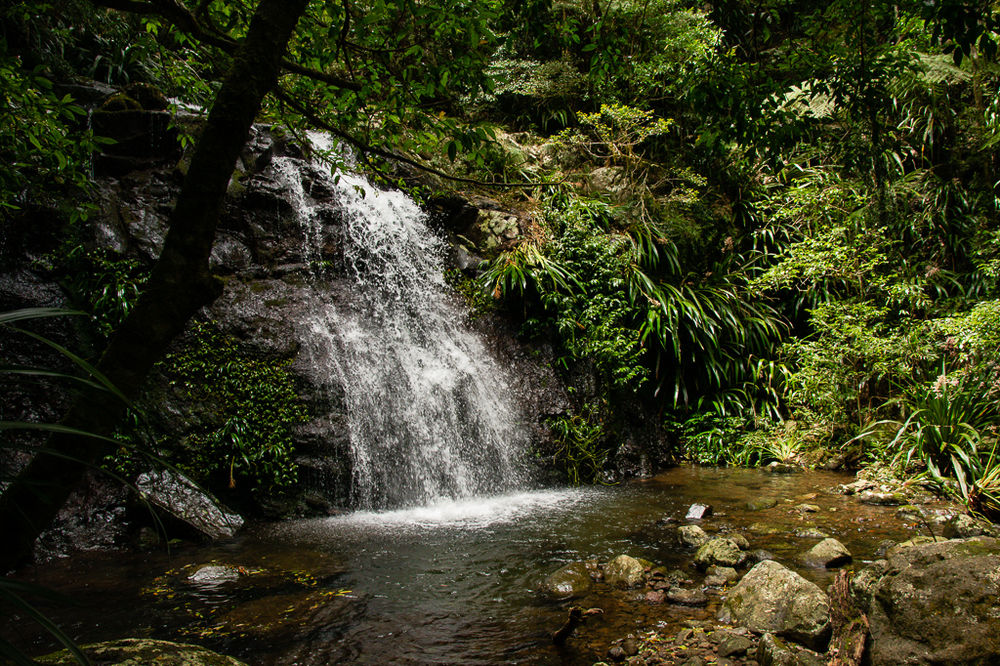 Coomera Falls Circuit - Lamington National Park