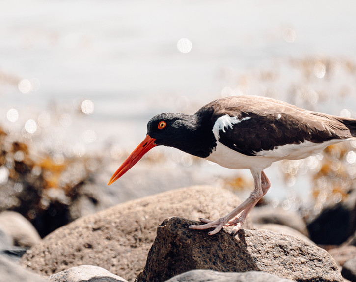 Birding Trips | Penikese Isle School