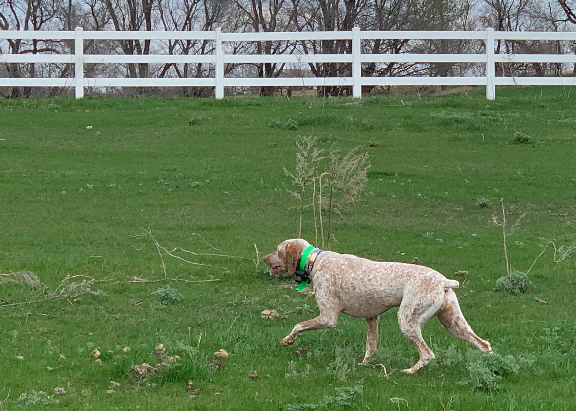 Home | Sioux Ridge Pointers