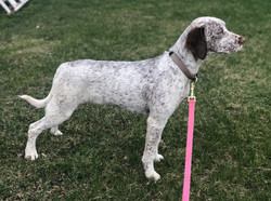 Home | Sioux Ridge Pointers