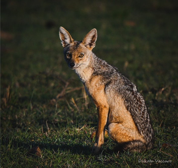 Experiences | Rukinga Conservancy