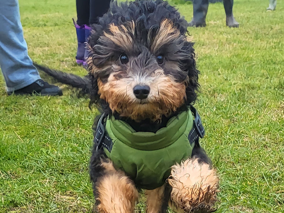 Mastering the Art of Puppy Play Dates: A Step-by-Step Guide