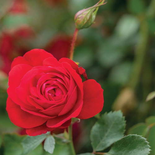 Canadian Shield | One Love Rose and Gardens