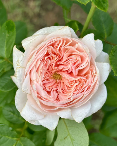 AUSlight | One Love Rose and Gardens