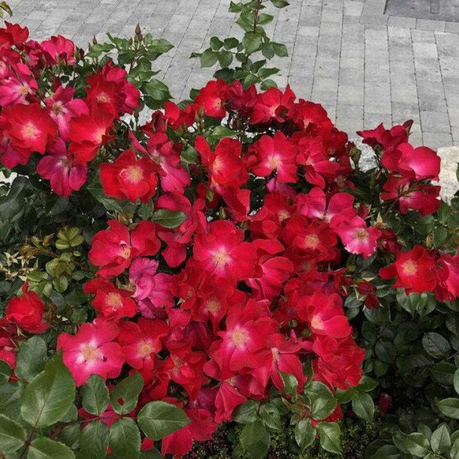 One Love Rose and Gardens | Home