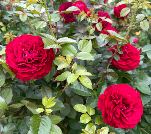 Bordeaux | One Love Rose and Gardens