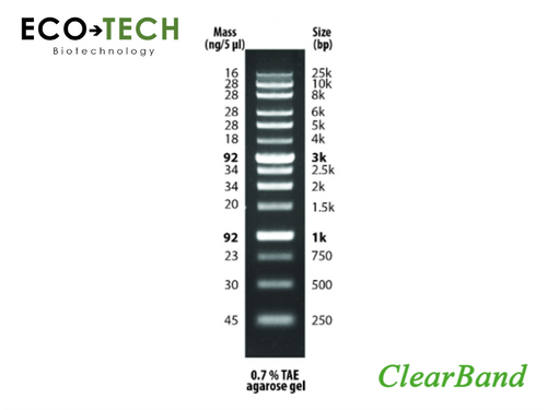 DNA Marker 1kb-Blue | EcoTech