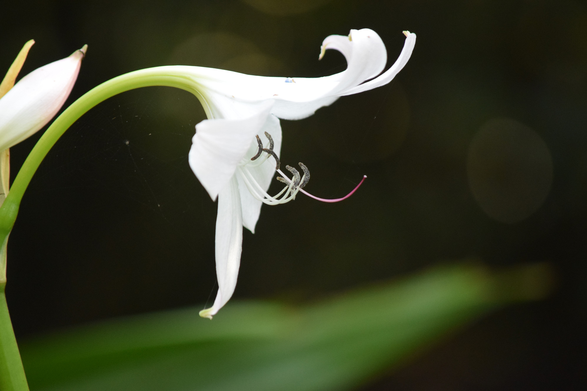 Merseyside Funeral Celebrant