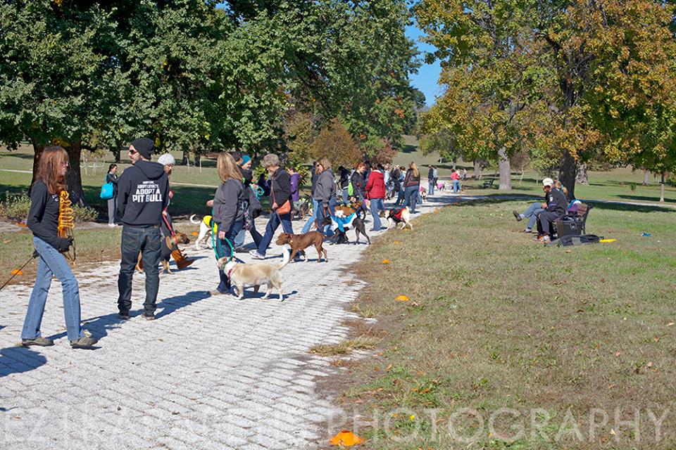 Baltimore's Pack Walks | Pet-U-Cation
