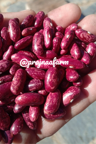 Himalayan Kidney Beans/Pahadi Red Rajma - 1kg | Prajnaa Farm