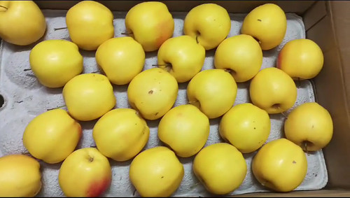 Prajnaa Farm Himalayan Apples (Golden) -2kg | High Altitude Produce ...
