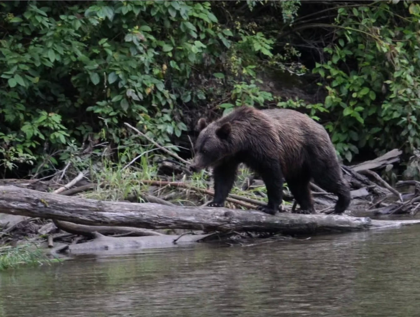 Government stats refute hunting organization’s claim re: public ...