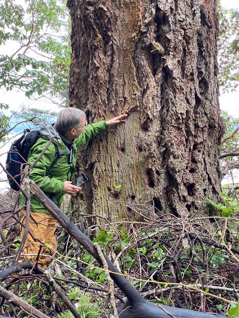 ‘Culturally modified trees' offer link to historic Indigenous use in ...