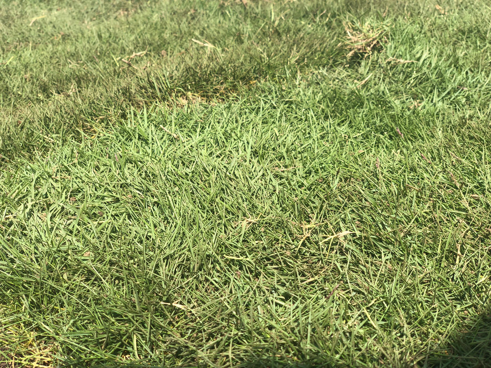 Cuidados para Pasto Japonés Recién Instalado