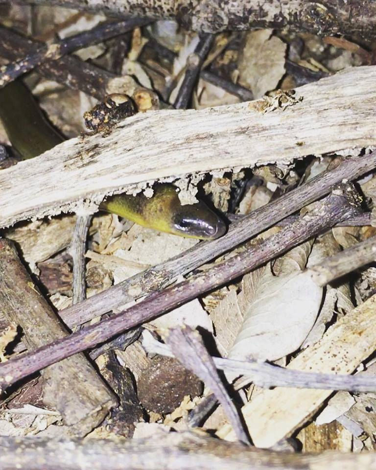 Snakes of the Sunshine Coast | Rhys Chapman Wildlife Services