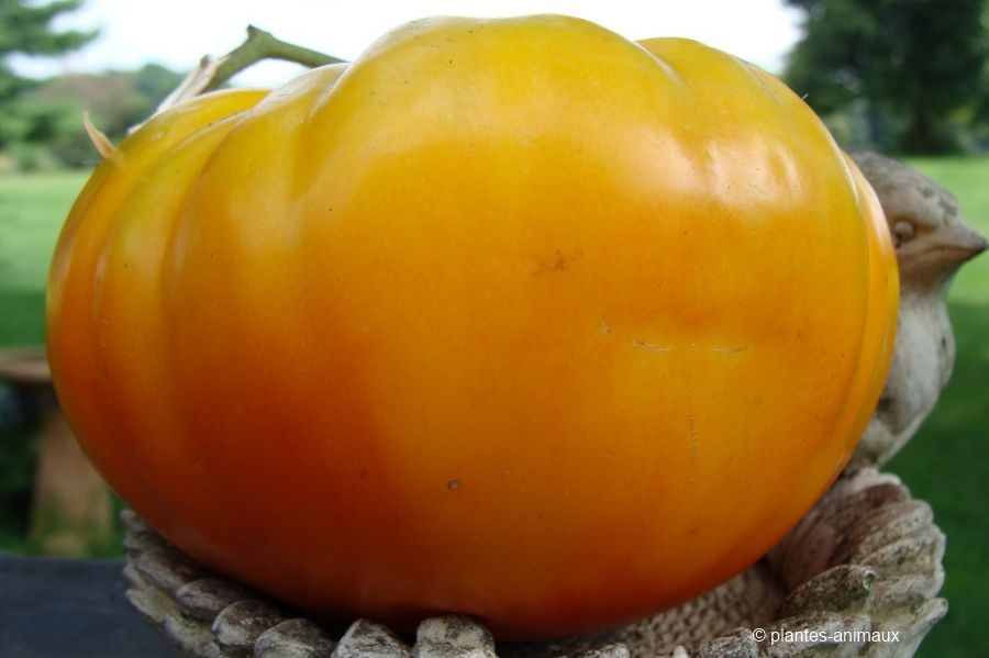 Tomates | plantes-animaux