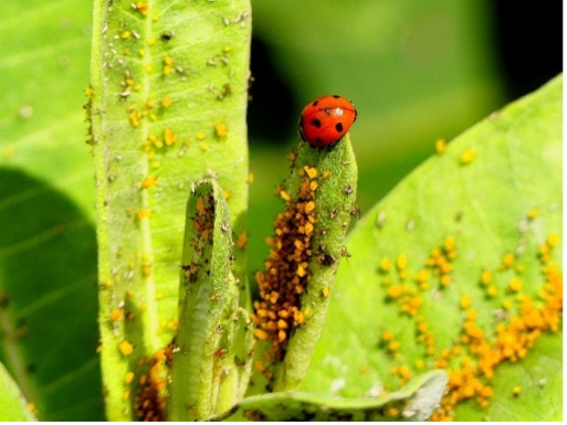 The untold story of the ladybirds