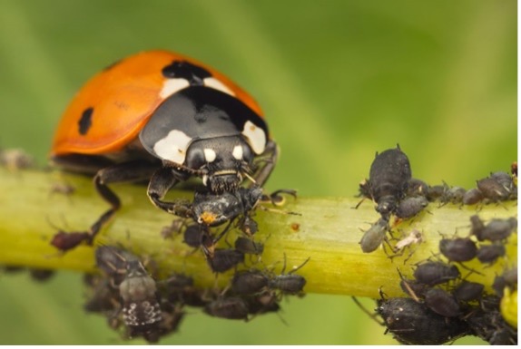 The untold story of the ladybirds