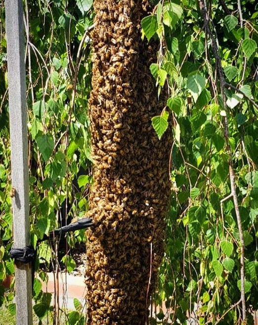 GM Pest Solutions | Products