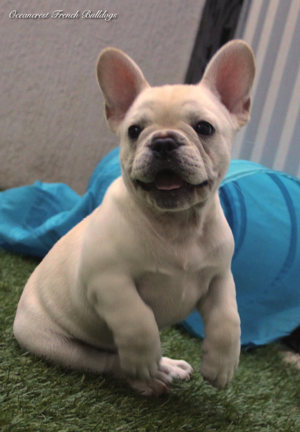 French Bulldog Photo Gallery | Oceancrest French Bulldogs Australia