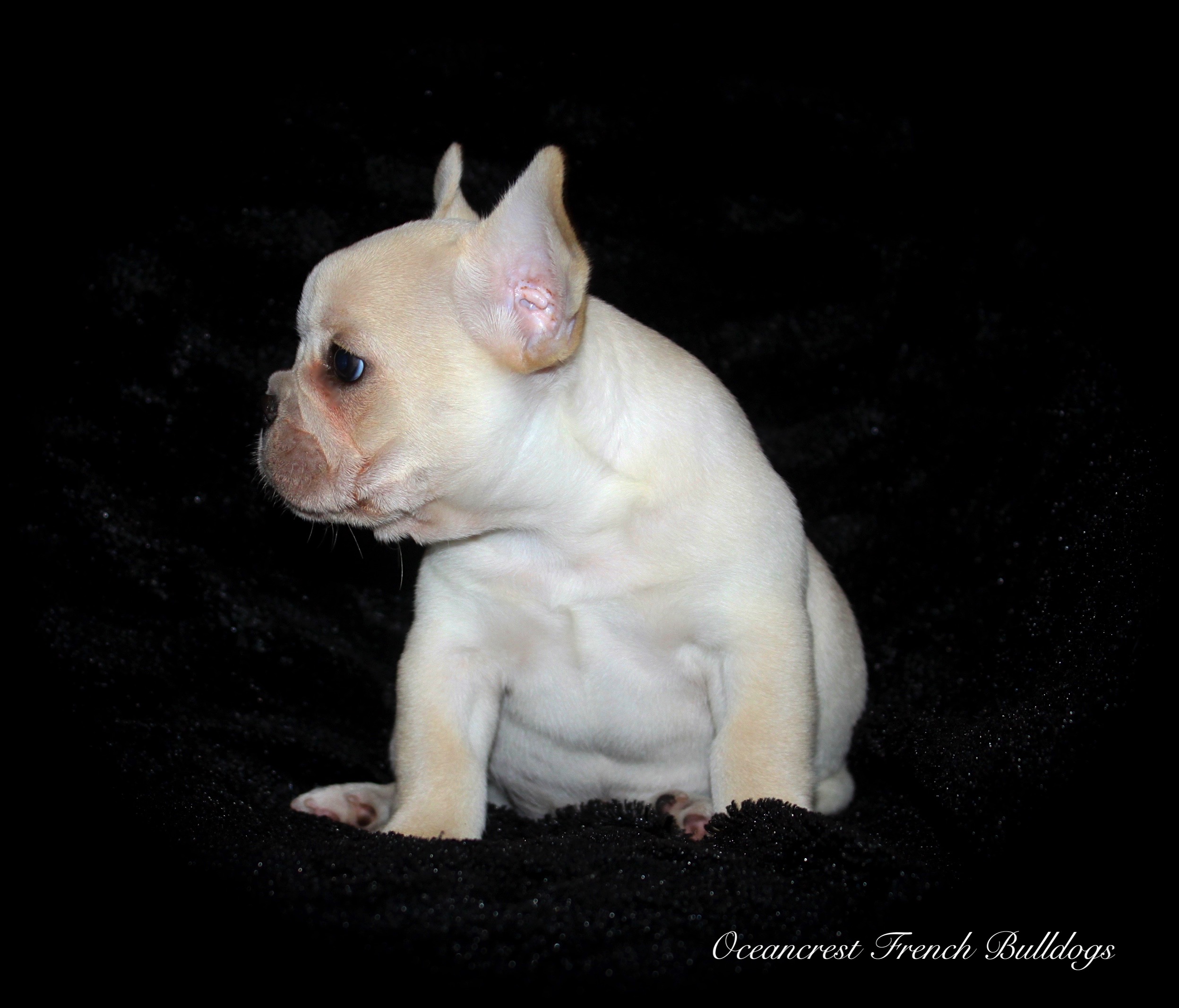French Bulldog Photo Gallery | Oceancrest French Bulldogs Australia