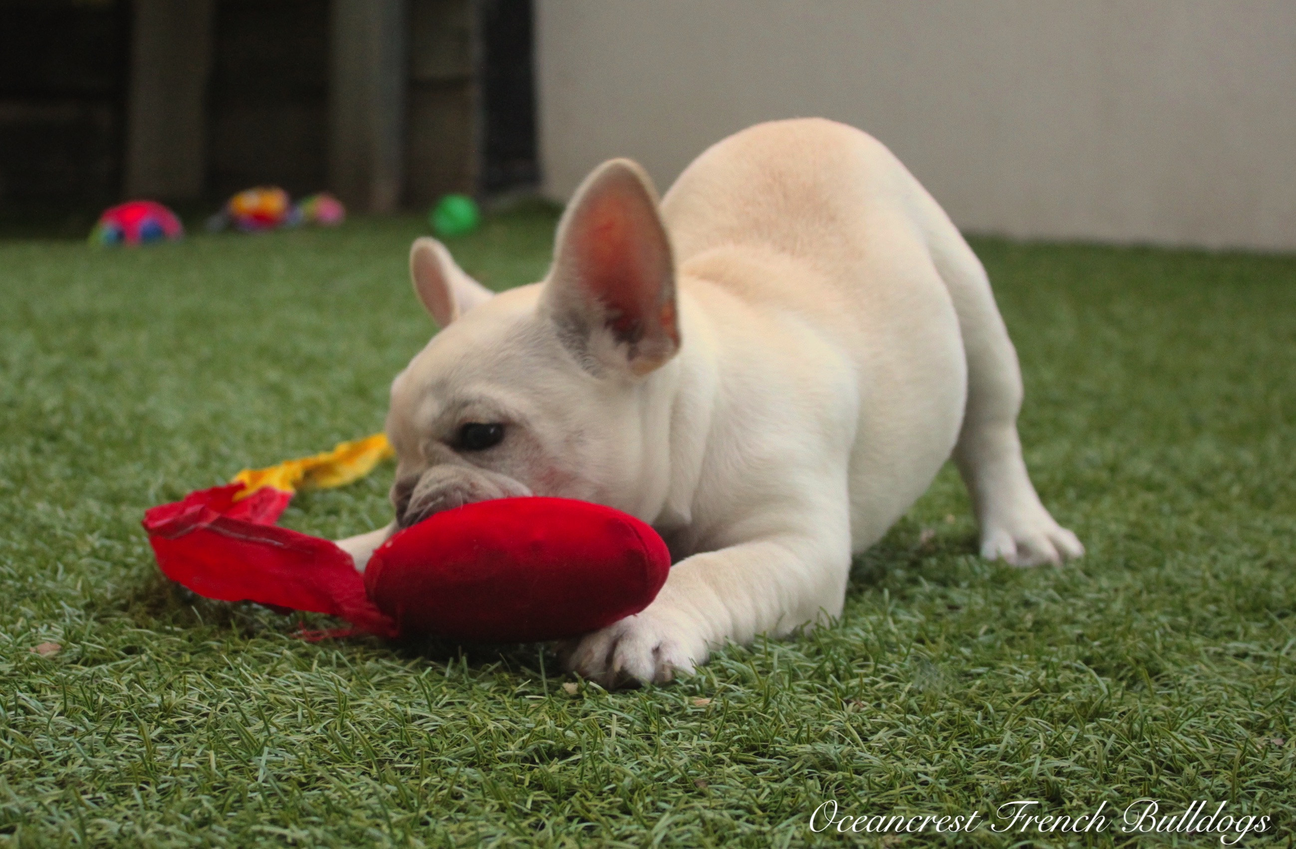 French Bulldog Photo Gallery | Oceancrest French Bulldogs Australia