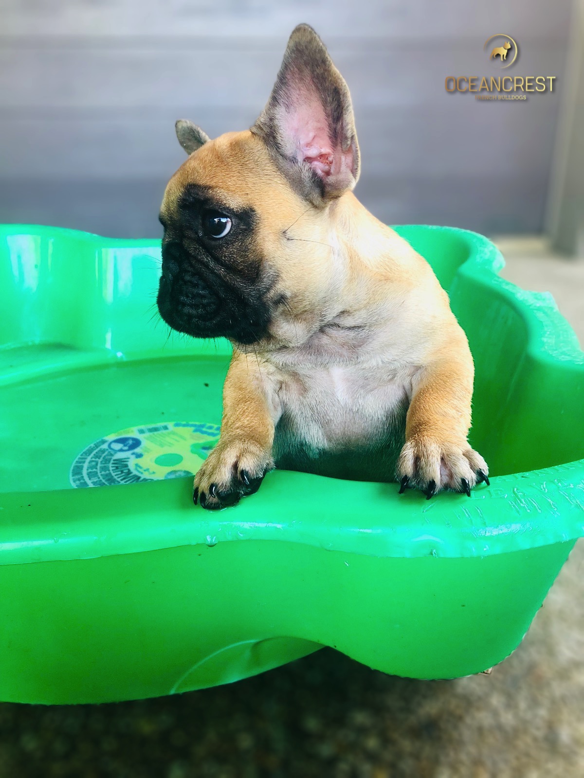 French Bulldog Photo Gallery | Oceancrest French Bulldogs Australia