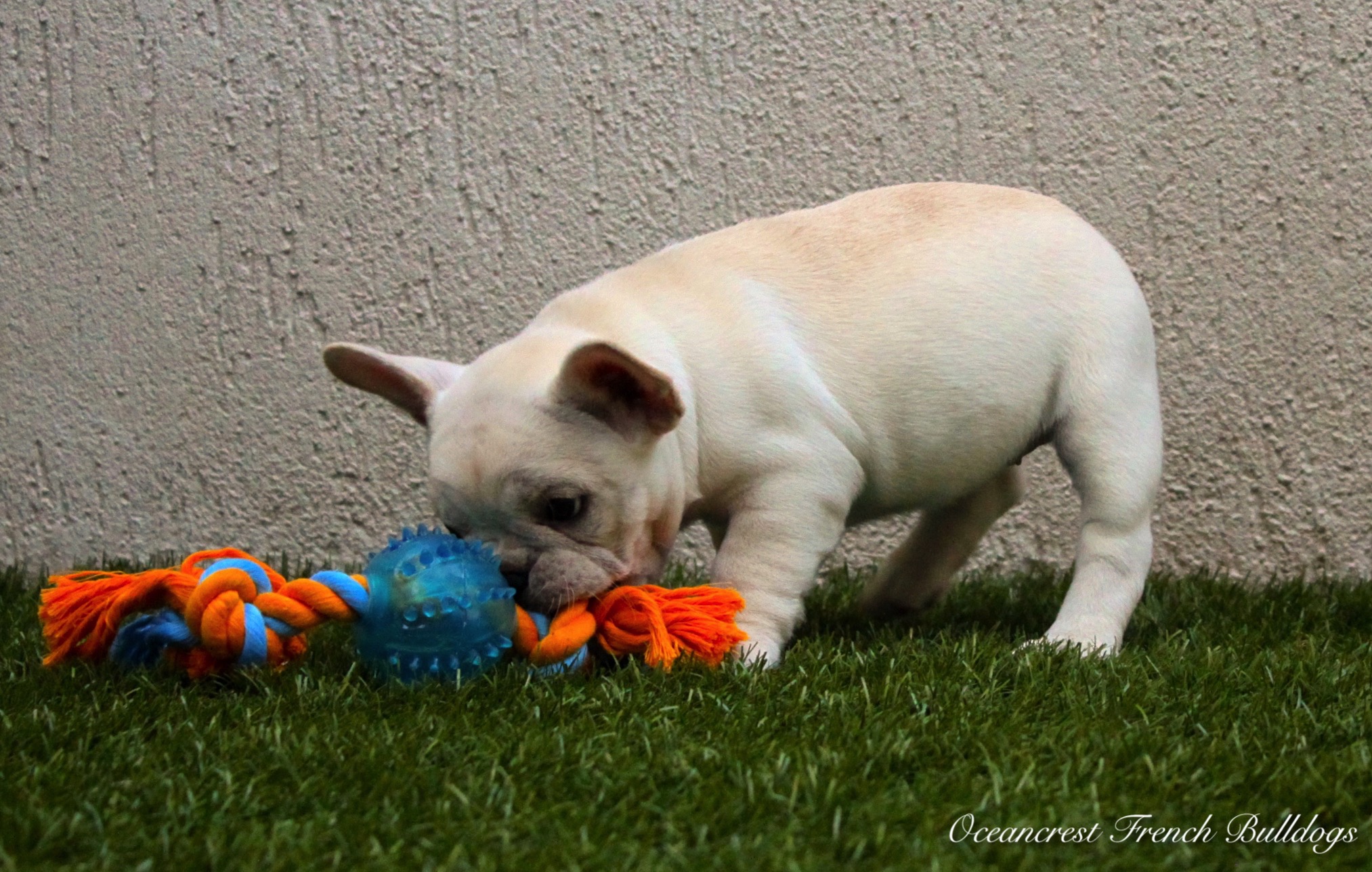 French Bulldog Photo Gallery | Oceancrest French Bulldogs Australia