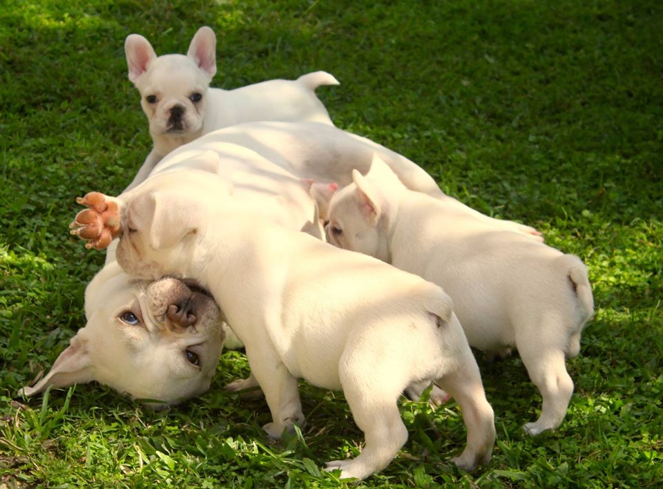 French Bulldog Photo Gallery | Oceancrest French Bulldogs Australia