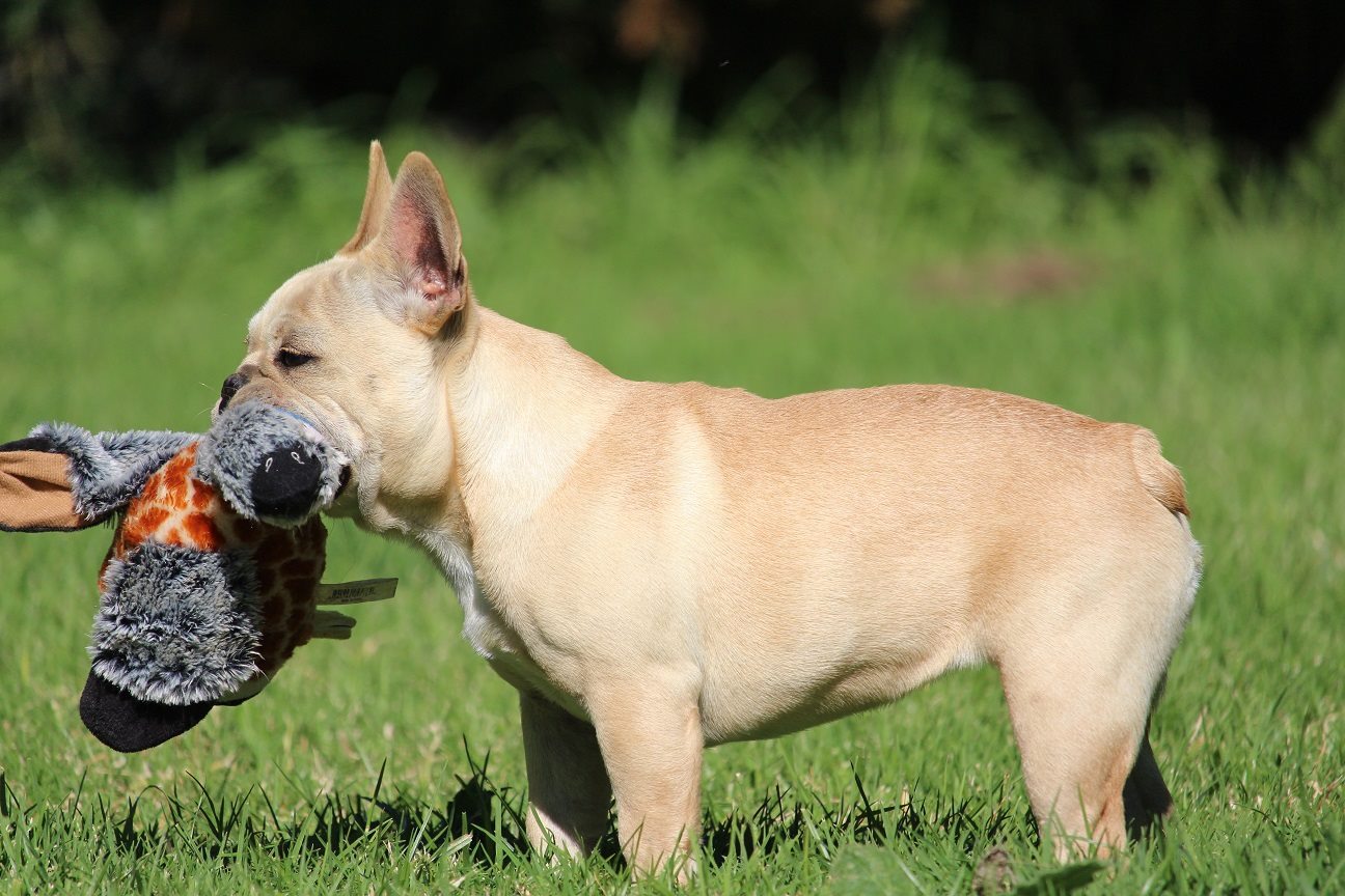 French Bulldog Photo Gallery | Oceancrest French Bulldogs Australia