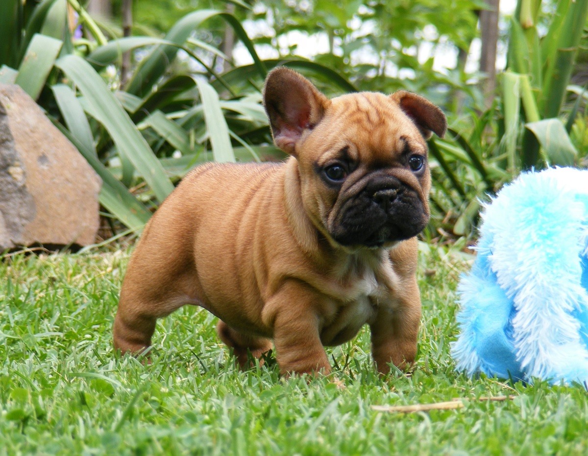 French Bulldog Photo Gallery | Oceancrest French Bulldogs Australia