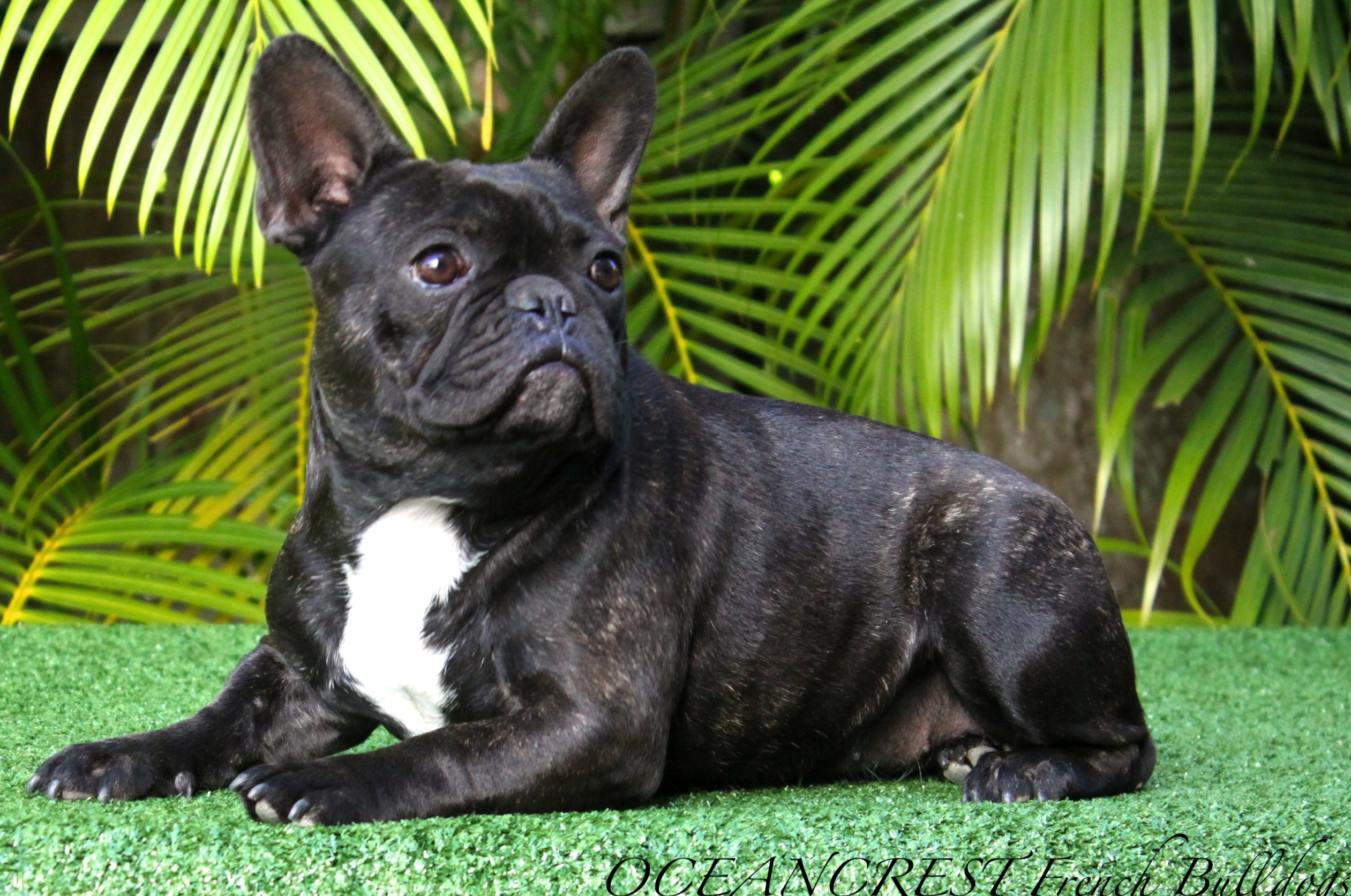 French Bulldog Photo Gallery | Oceancrest French Bulldogs Australia