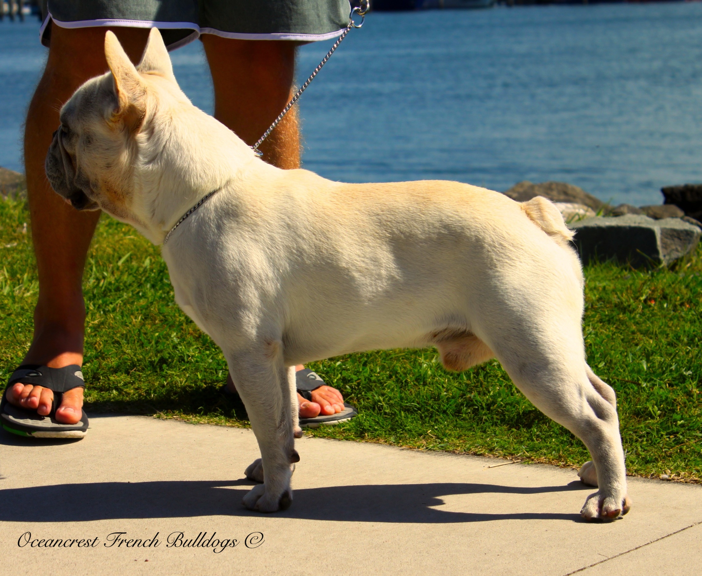 French Bulldog Photo Gallery | Oceancrest French Bulldogs Australia