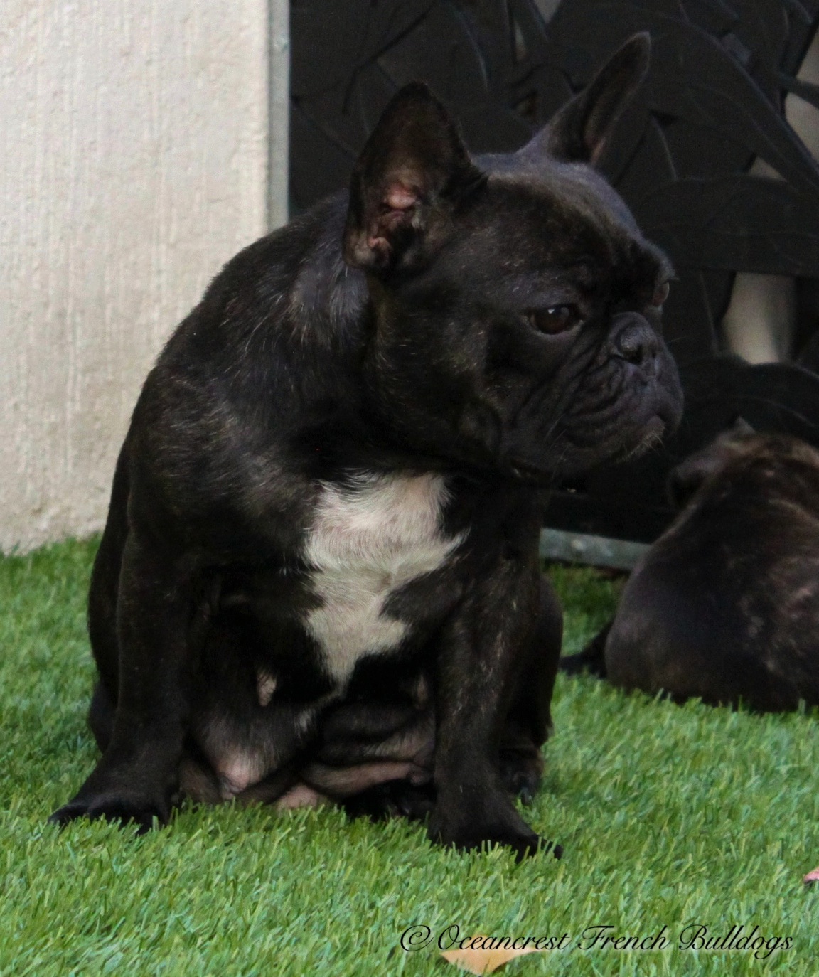 French Bulldog Photo Gallery | Oceancrest French Bulldogs Australia