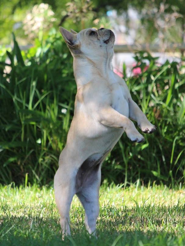 French Bulldog Photo Gallery | Oceancrest French Bulldogs Australia