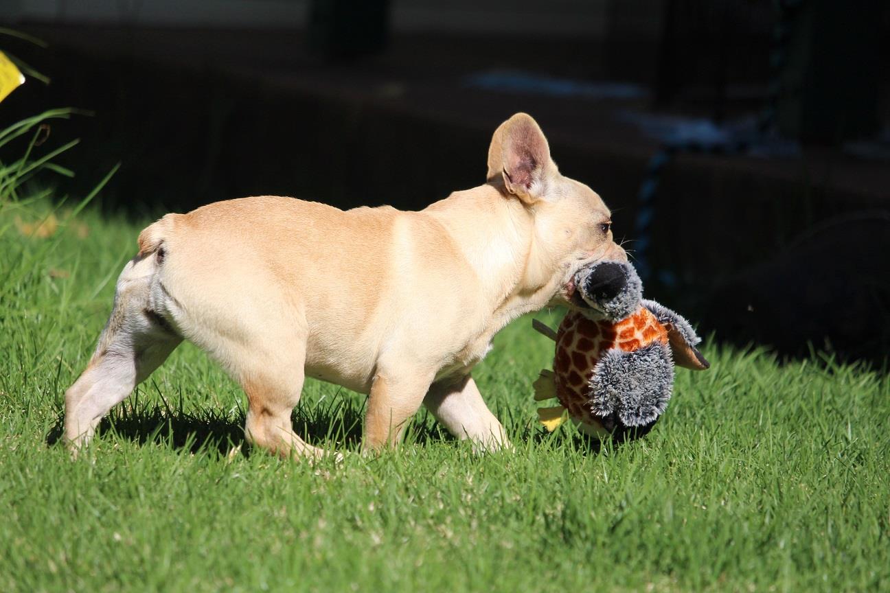 French Bulldog Photo Gallery | Oceancrest French Bulldogs Australia