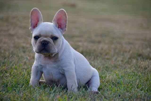 French Bulldog Photo Gallery | Oceancrest French Bulldogs Australia
