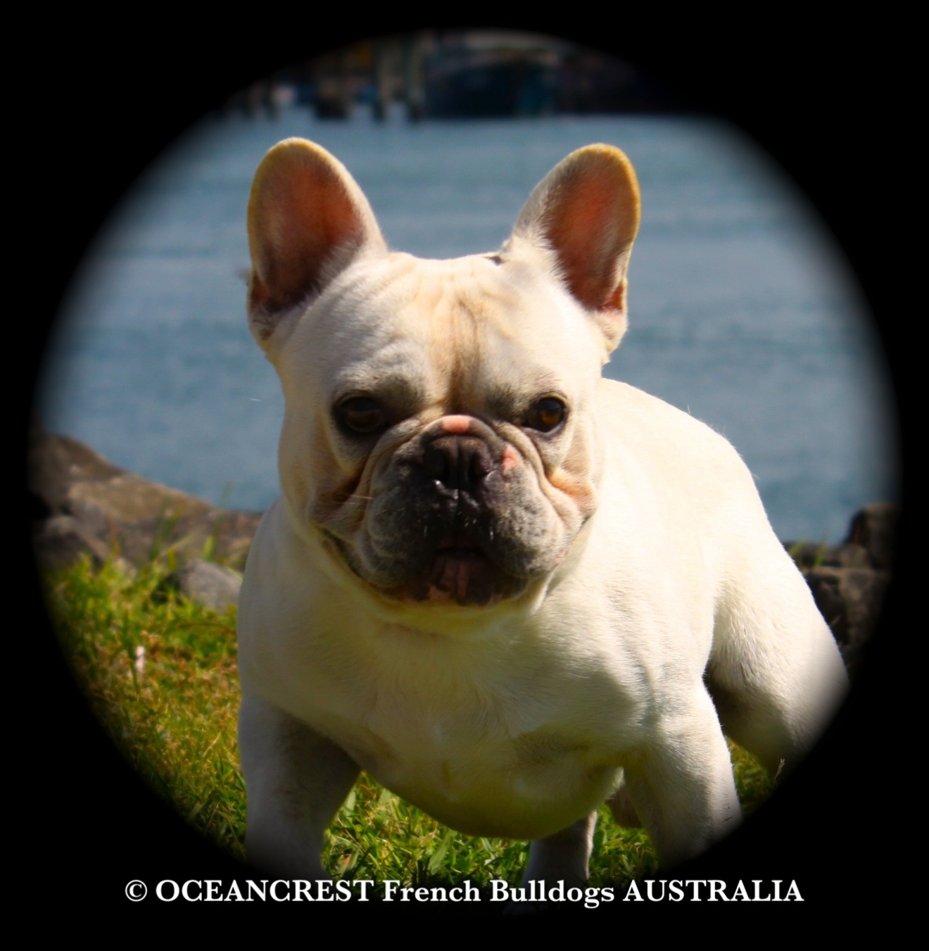 French Bulldog Photo Gallery | Oceancrest French Bulldogs Australia