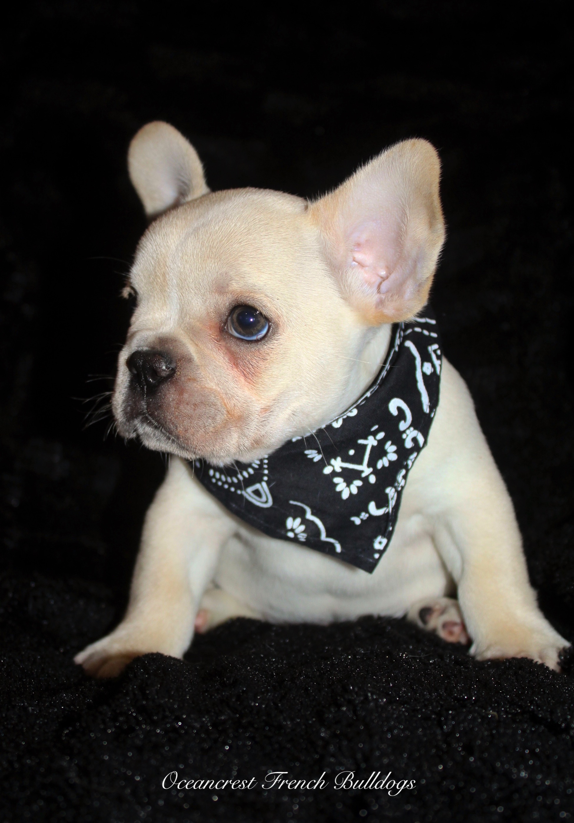 French Bulldog Photo Gallery | Oceancrest French Bulldogs Australia