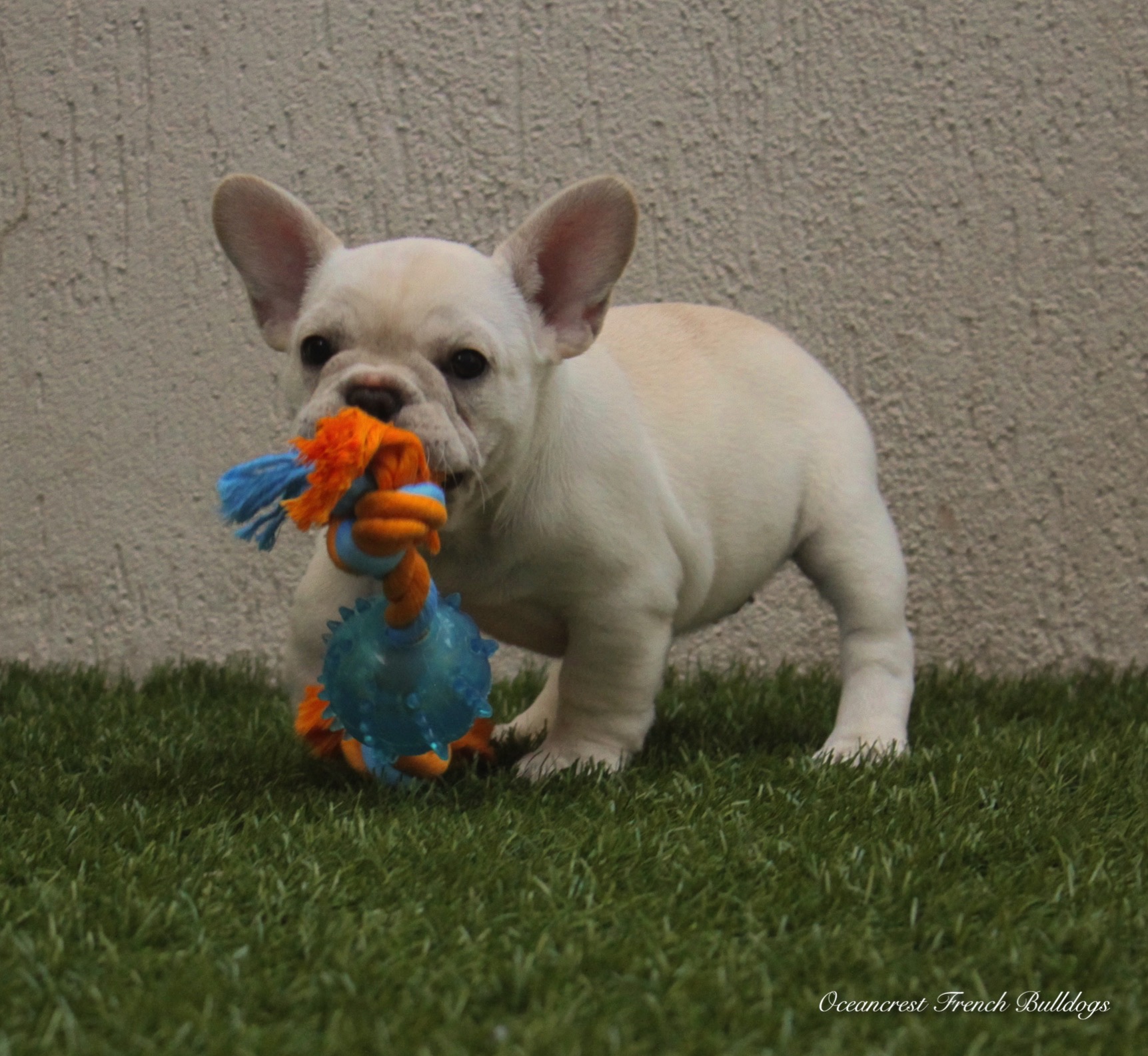 French Bulldog Photo Gallery | Oceancrest French Bulldogs Australia