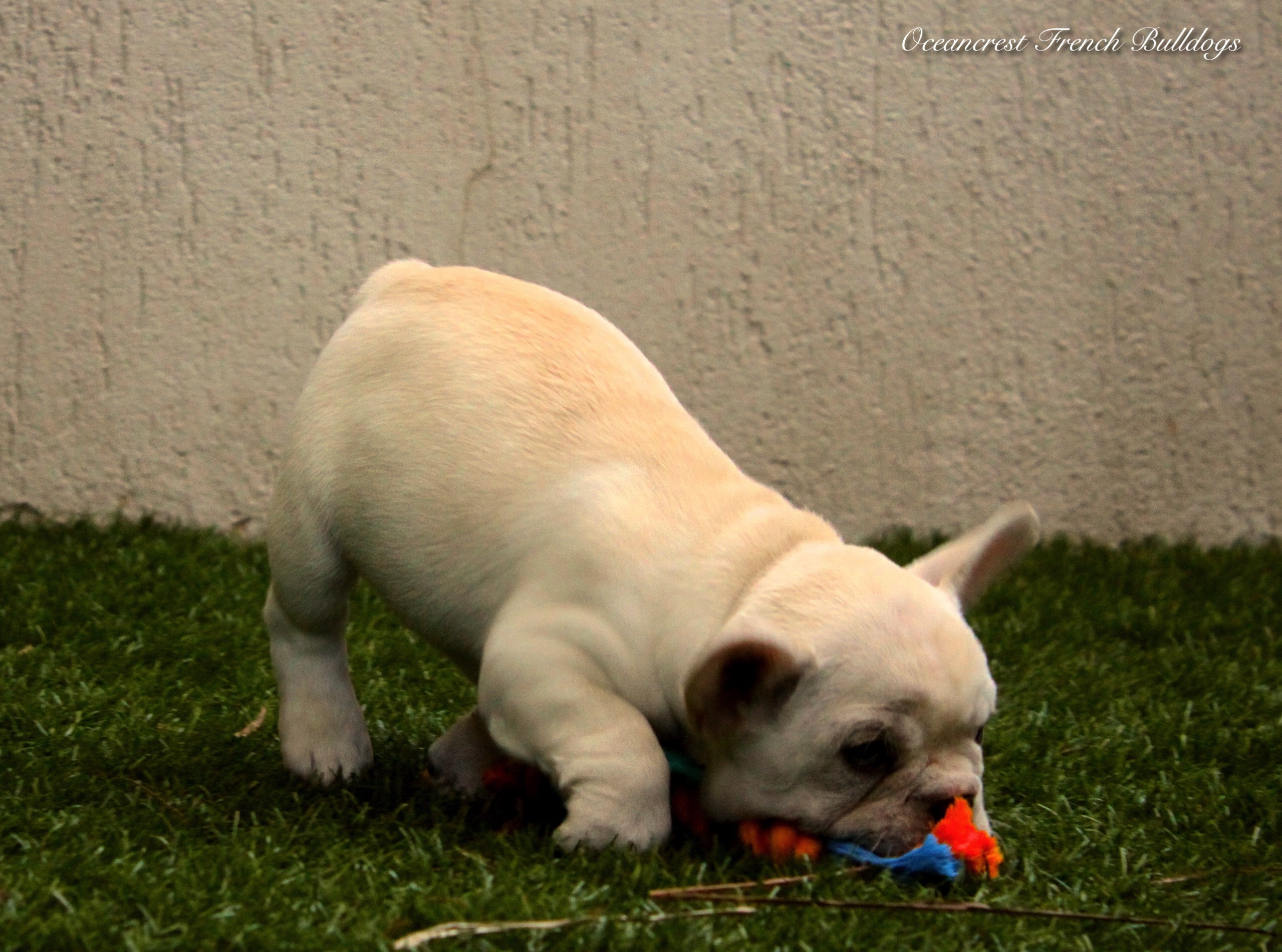 French Bulldog Photo Gallery | Oceancrest French Bulldogs Australia