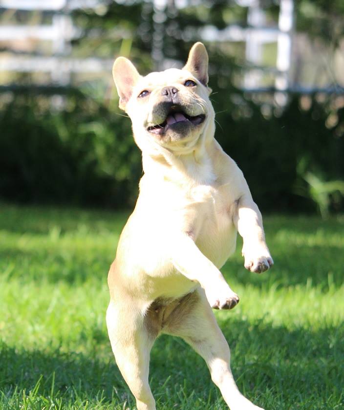 French Bulldog Photo Gallery | Oceancrest French Bulldogs Australia