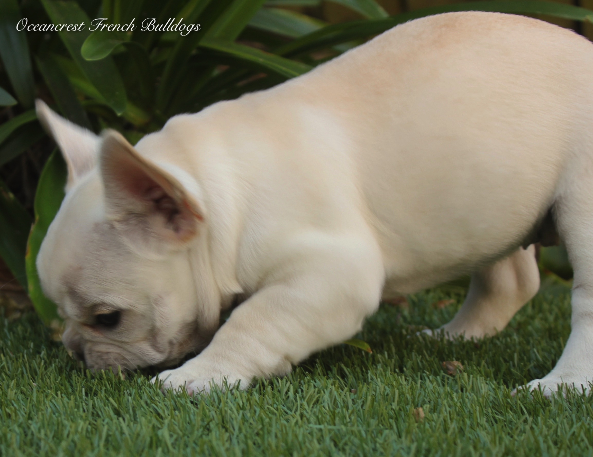French Bulldog Photo Gallery | Oceancrest French Bulldogs Australia