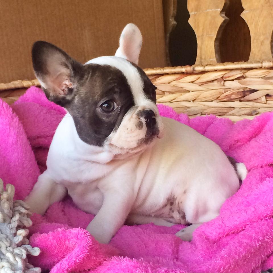 French Bulldog Photo Gallery | Oceancrest French Bulldogs Australia