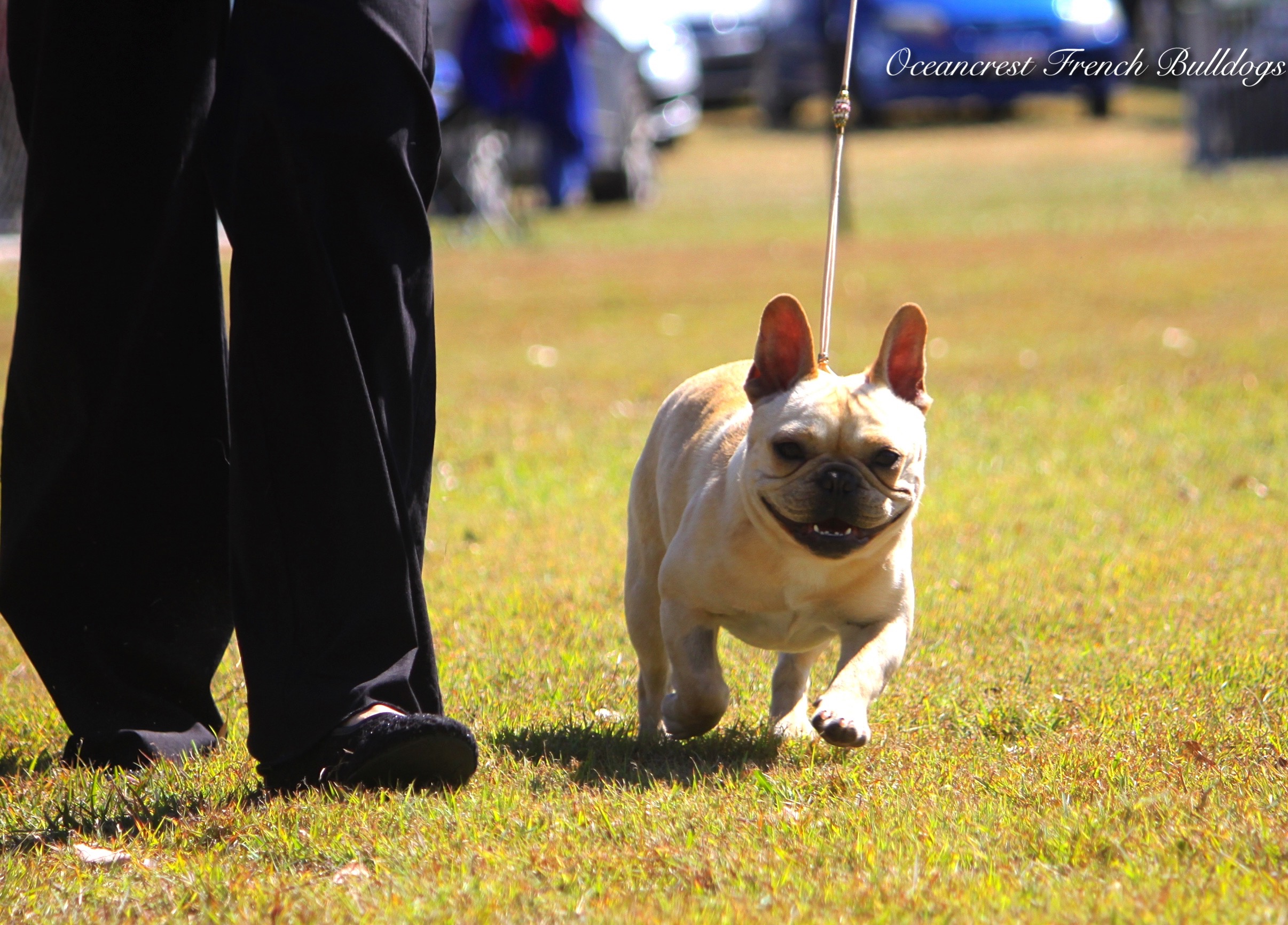 French Bulldog Photo Gallery | Oceancrest French Bulldogs Australia