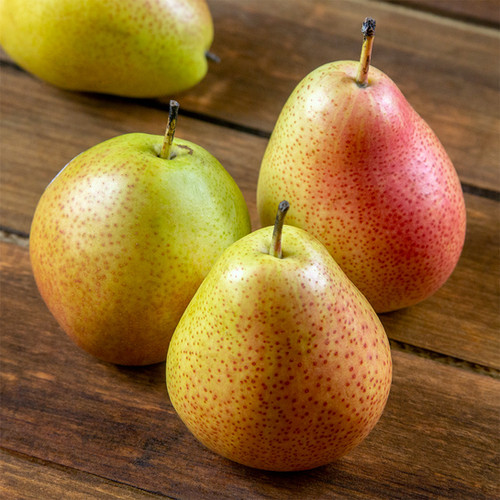 Pera Forelle | Website