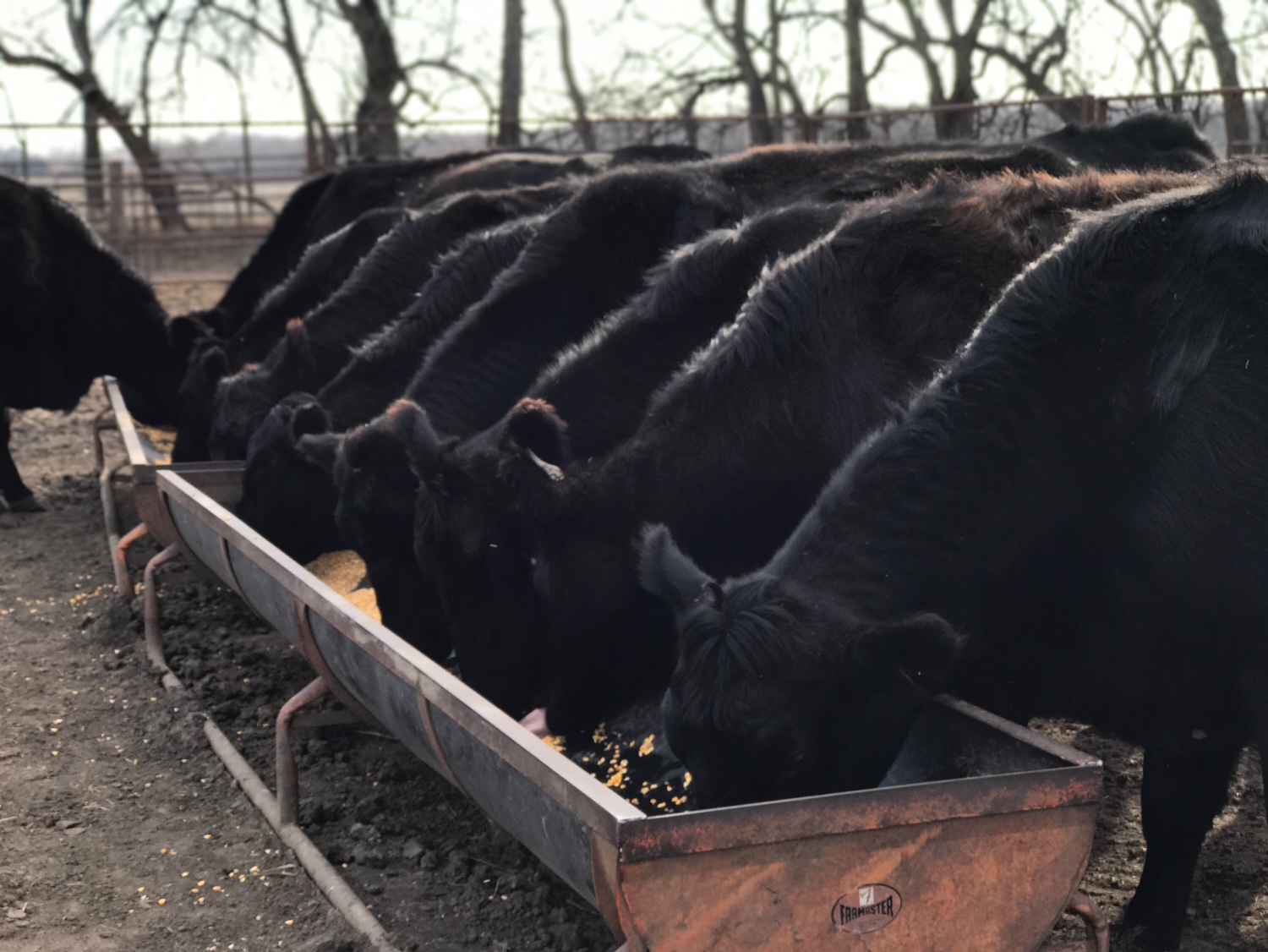 Home | Wilson Livestock