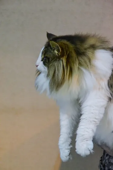 Chatons Norvégiens Disponibles | Chatterie Wood Lake région Parist