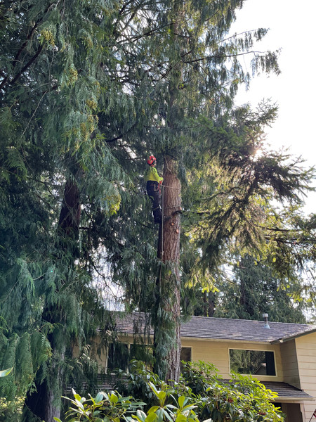 Home [www.westernhemlockts.com]